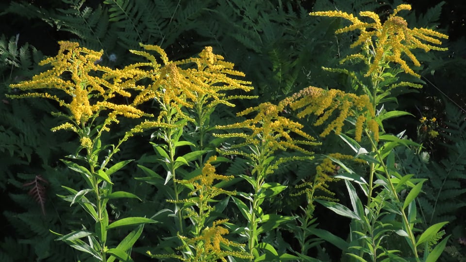 Kanadensisk gullris - invasiv art som kan finnas i din trädgård ...